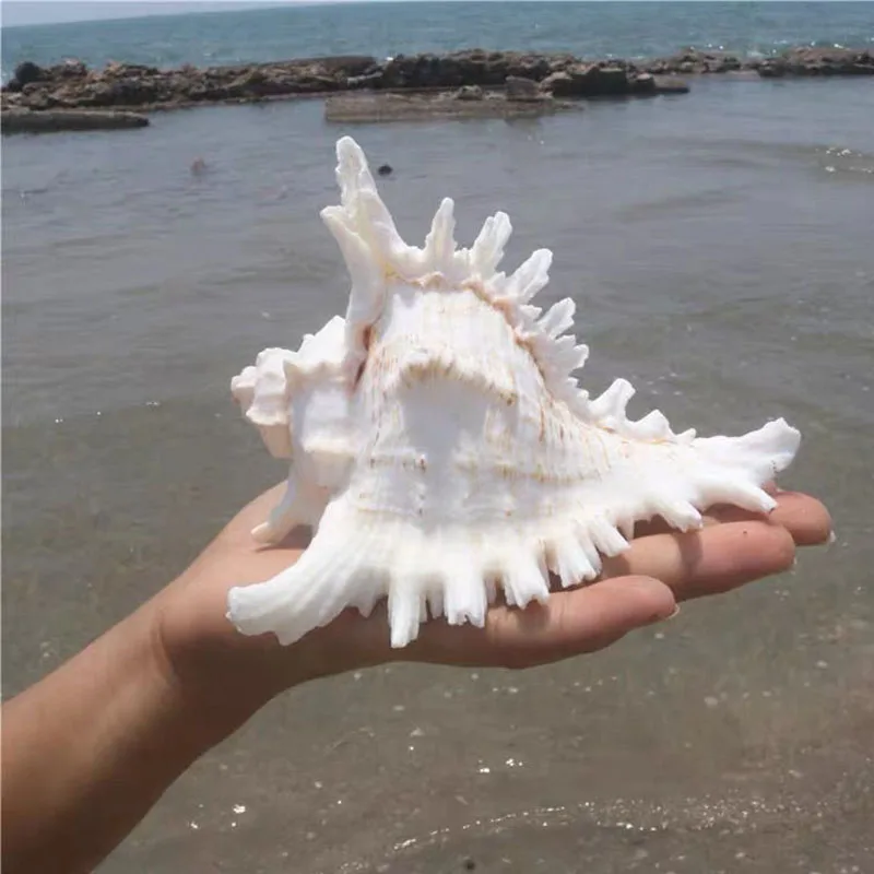 Natural-Large-Conch-Shell-Kirin-Snail-Thousands-Of-Snail-Coral-Seashell ...