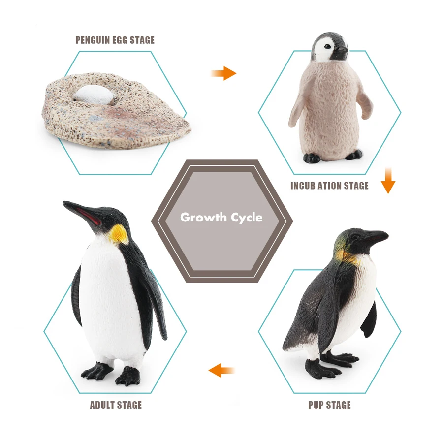 King Penguins Life Cycle