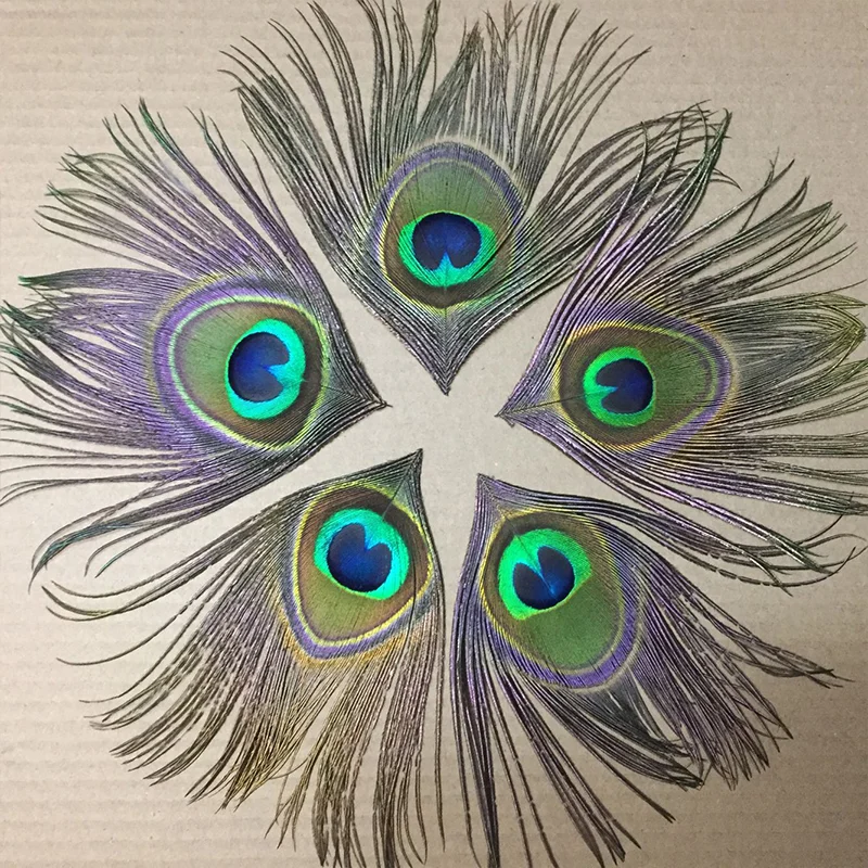 Real Peacock Feather Wall Art