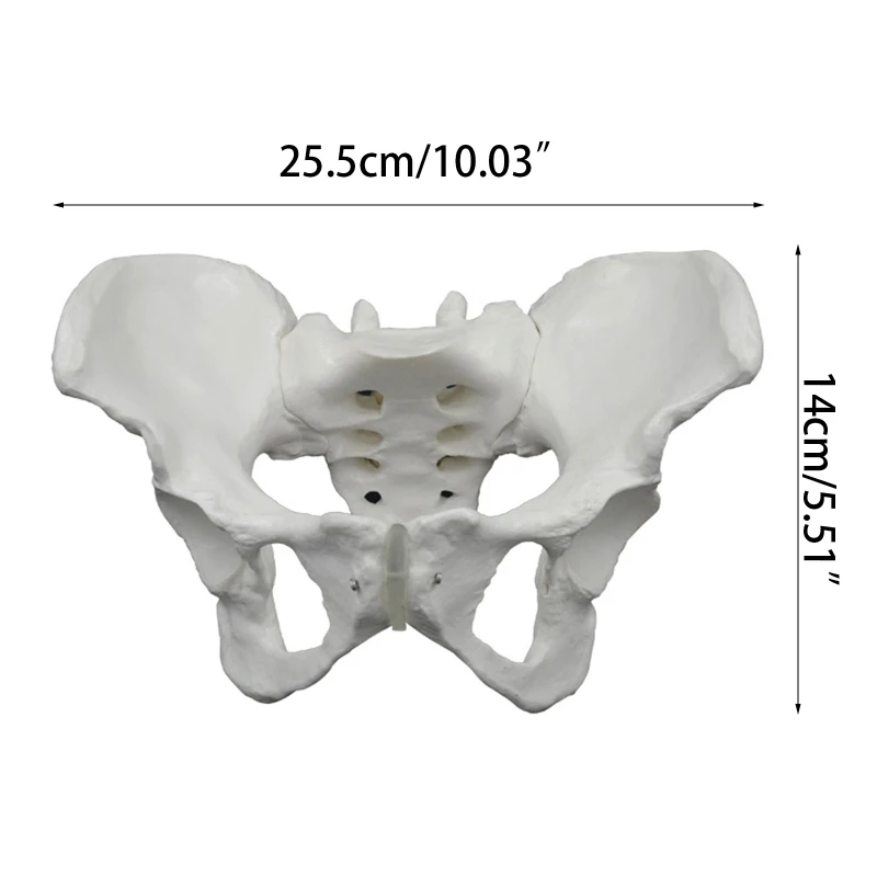 Pubis Skeleton
