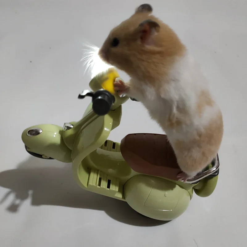 Hamsters In Cars
