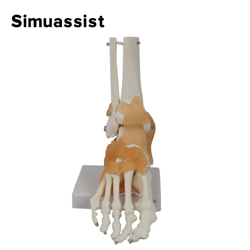 Foot-Joint-Model-with-Ligaments-Foot-and-Ankle-Model-Foot-Anatomy-Model ...