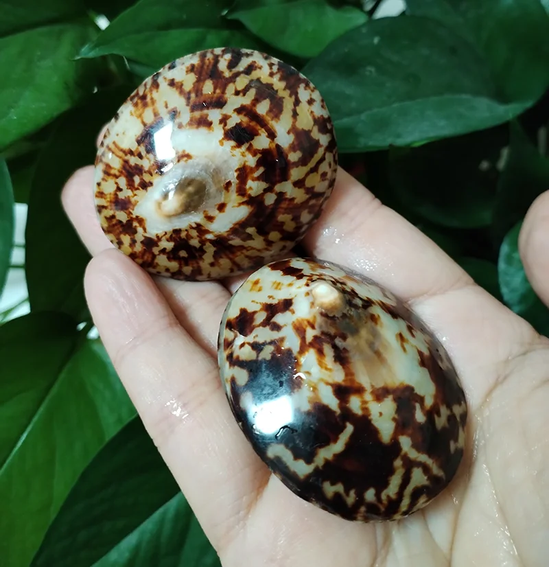 Cellana-Testudinaria-Seashell-Turtle-Shell-Shape-Natural-Clam ...