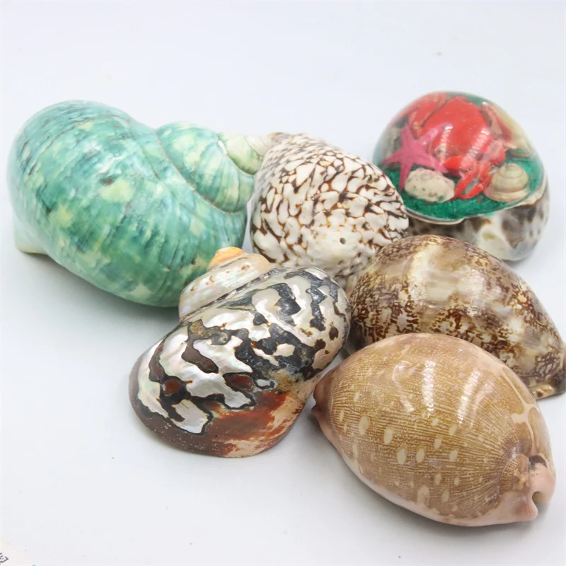 Natural-Large-Hermit-Crab-Sea-Snail-Shell-TCoastal-Aquarium-Landscape ...