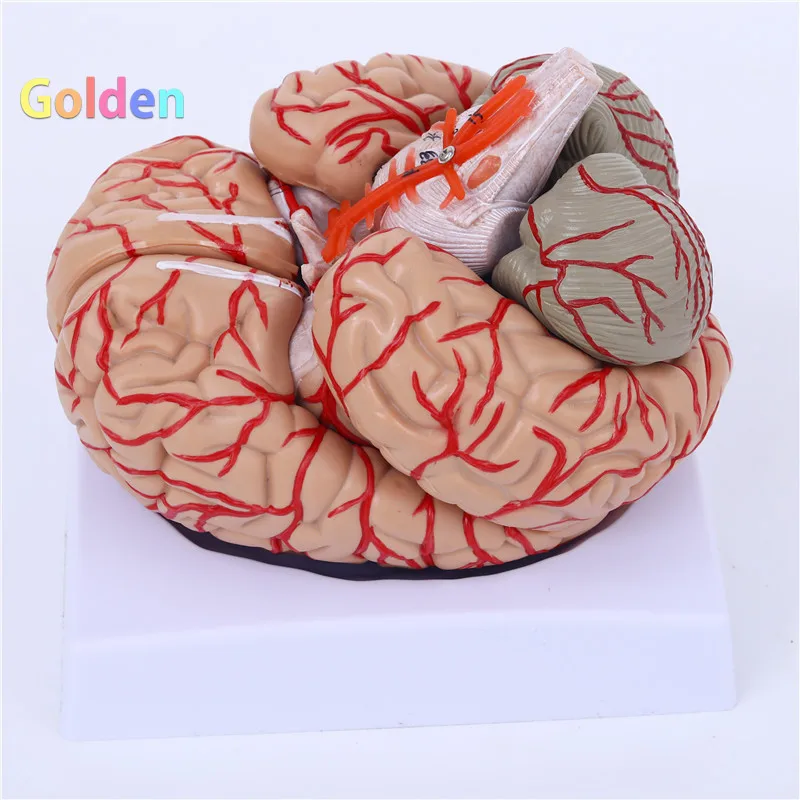 Medical-Neurology-Human-Brain-Anatomy-Model-Cerebral-Artery-Model ...