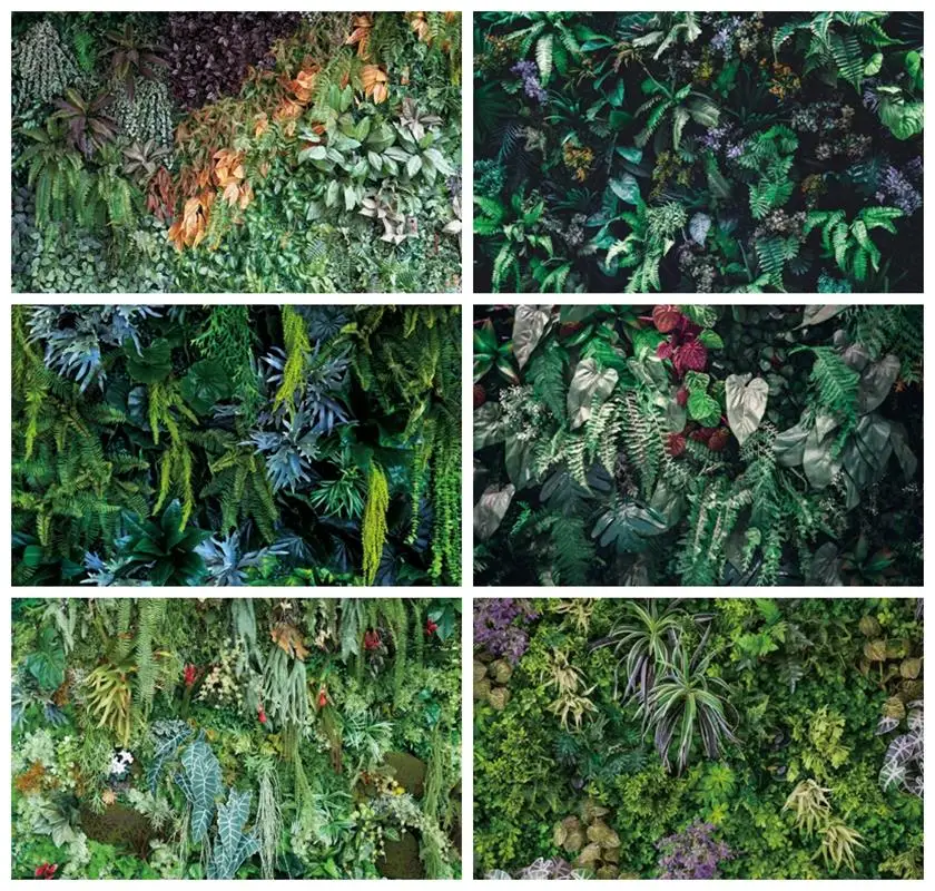 Tropical Rainforest Plants Collage