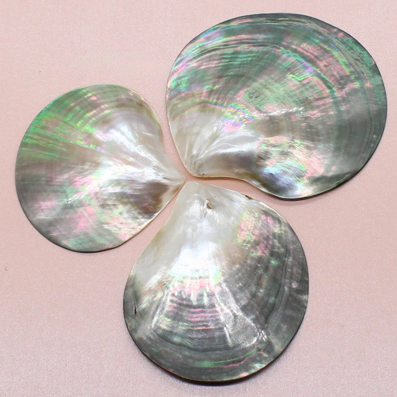 Black-Butterfly-Shell-Natural-and-Shaped-Shell-Fish-Tank-Landscape ...