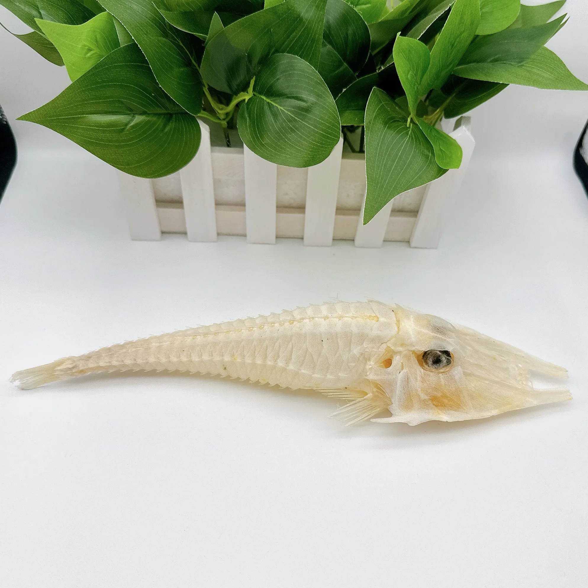1 PCS of real fish specimens resembling fish bodies, bones, skulls ...