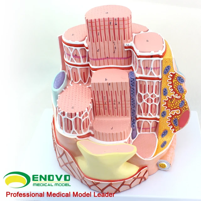 Skeletal Muscle Model Labeled