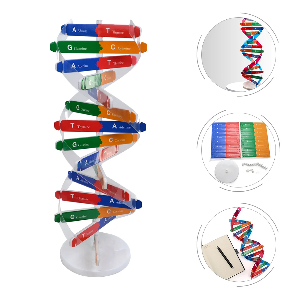 Dna Molecule Model Kit