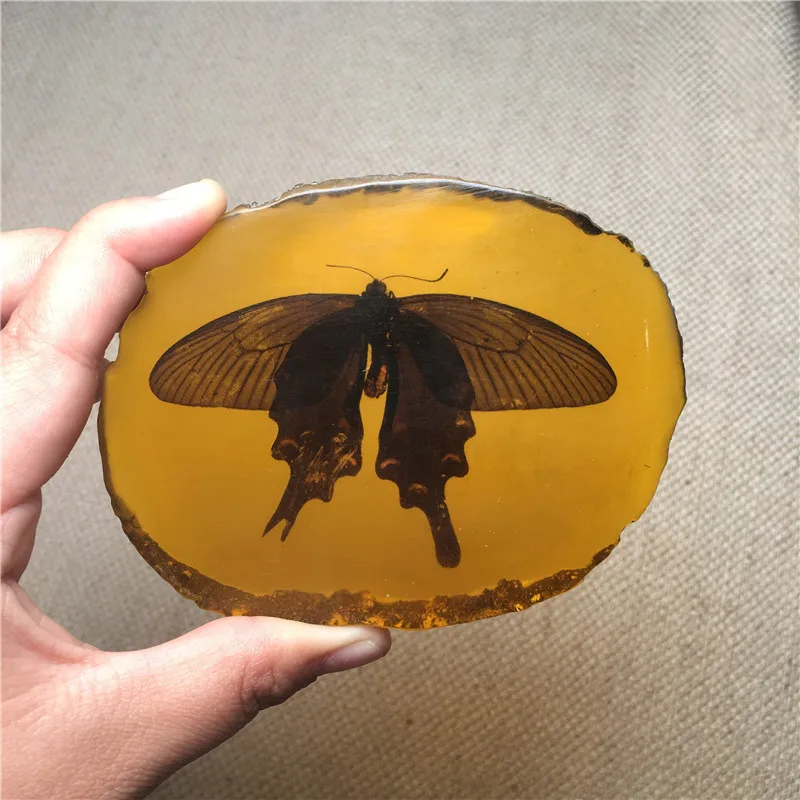 Butterfly Amber Fossils