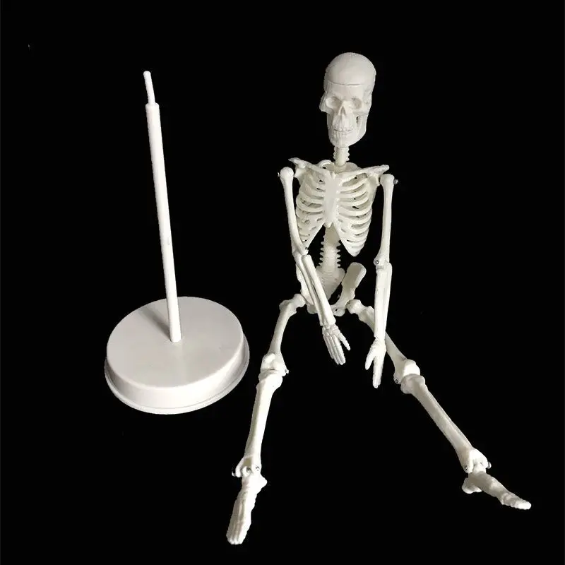 20CM human anatomy skeleton model medical learning auxiliary learn ...