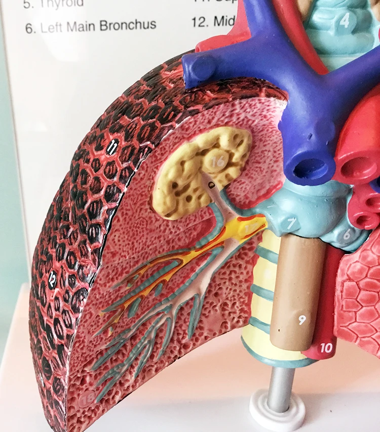 Trachea Anatomy Model