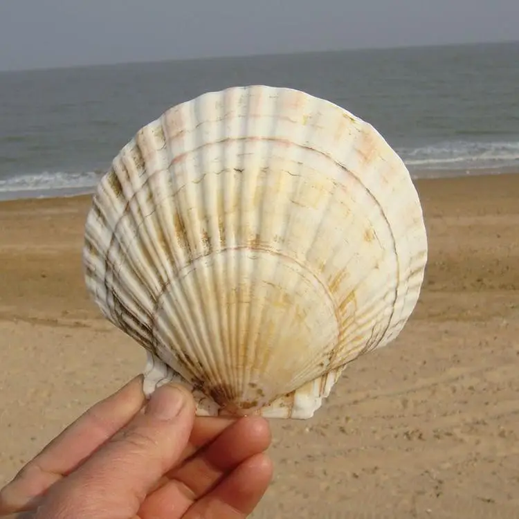 Natural Conch Shell Large Scallop Shell Children's Painted Shell ...