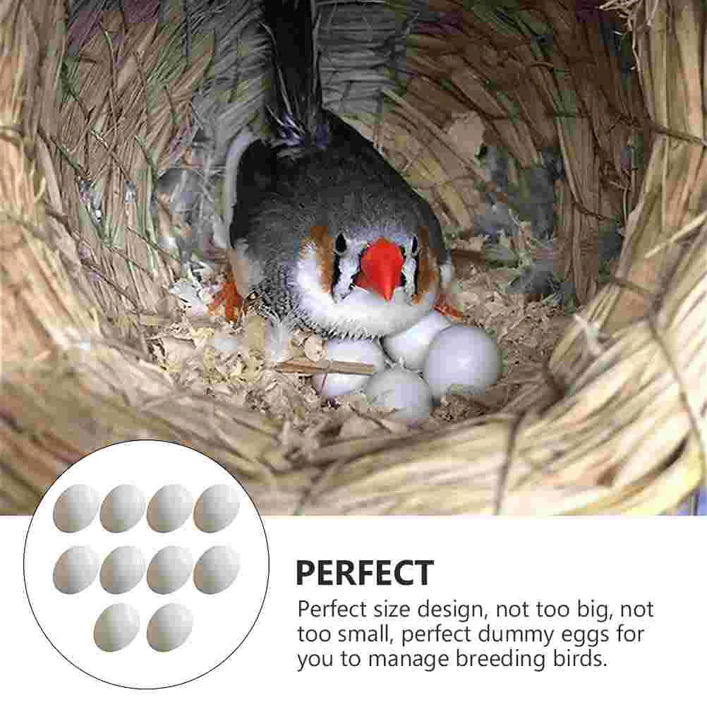 Zebra Finch Egg Size