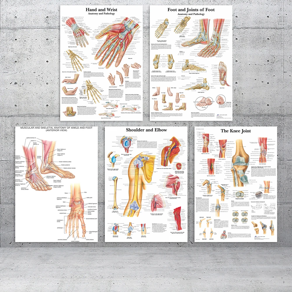Hand Anatomy Poster | Canvas Wrist Poster | Canvas Home Decor | Medical ...