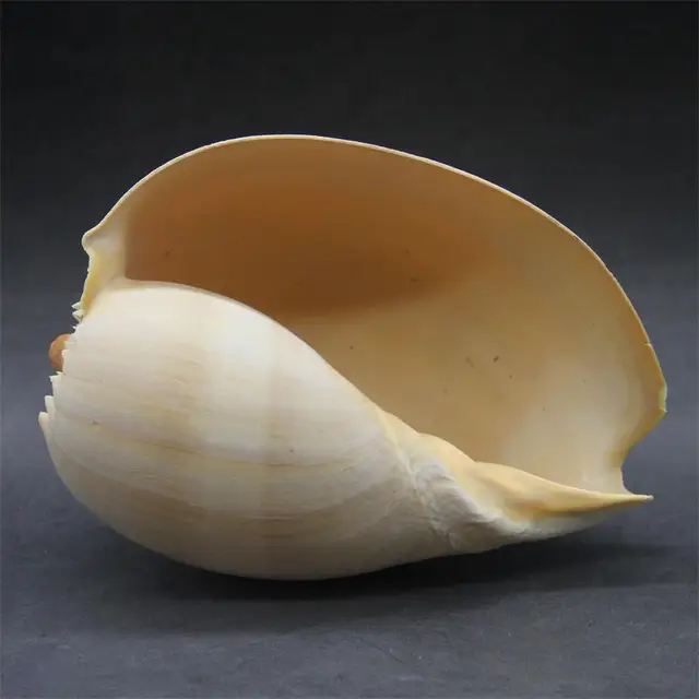 17-19cm Natural Conch Shell Large Yellow Sea Snail Aquarium Decoration ...