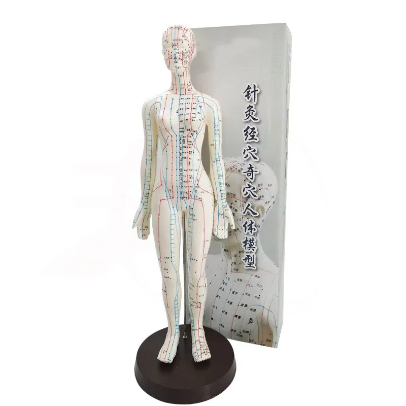 Female-Male-Acupuncture-Model-50cm-with-Chinese-Points-Base-PVC-Human ...