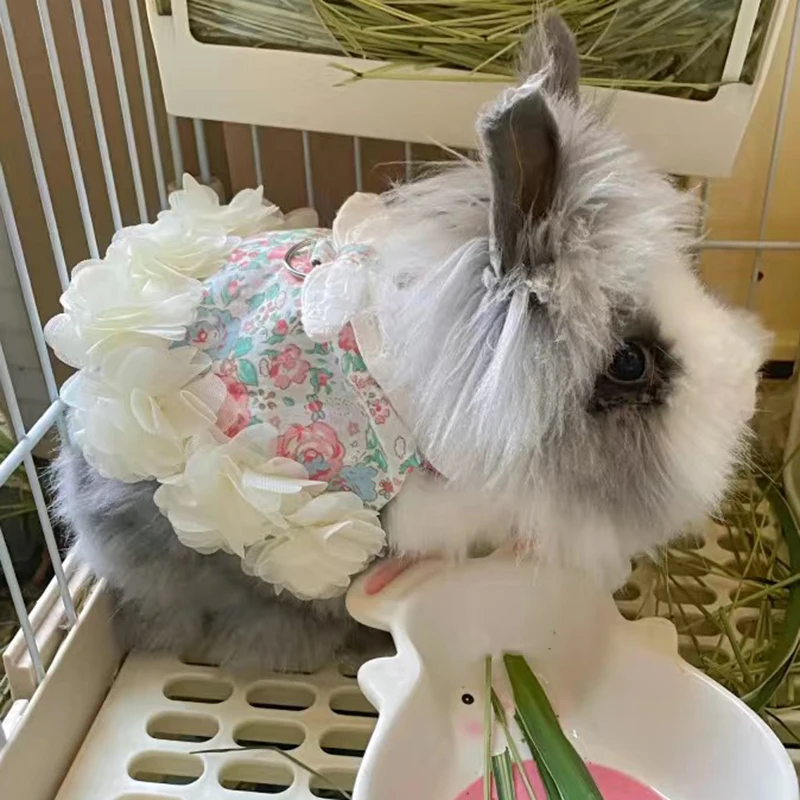 Chinchillas In Costumes