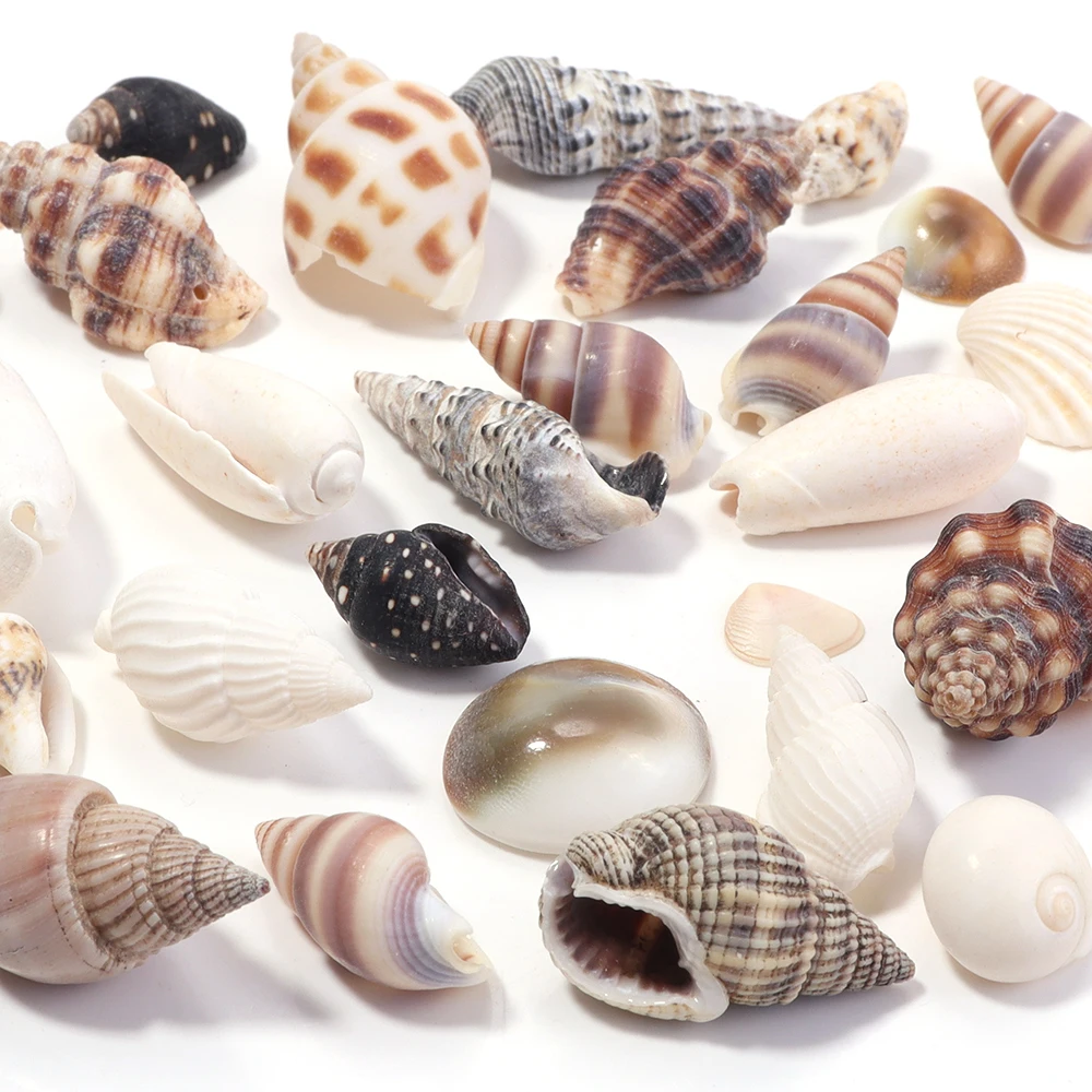 1Box Multiple Styles No Hole Small Cowrie Conch Beads Sea Snail Kit for ...