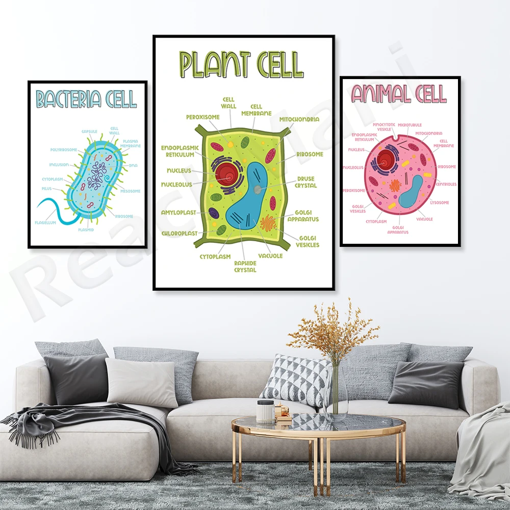 Animal Cell Project Poster