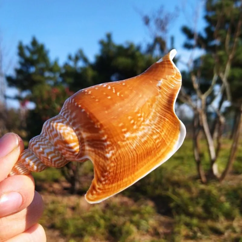 Natural-Conch-Shell-Mirabilistrombus-Listeri-Specimen-Snail-Collection ...