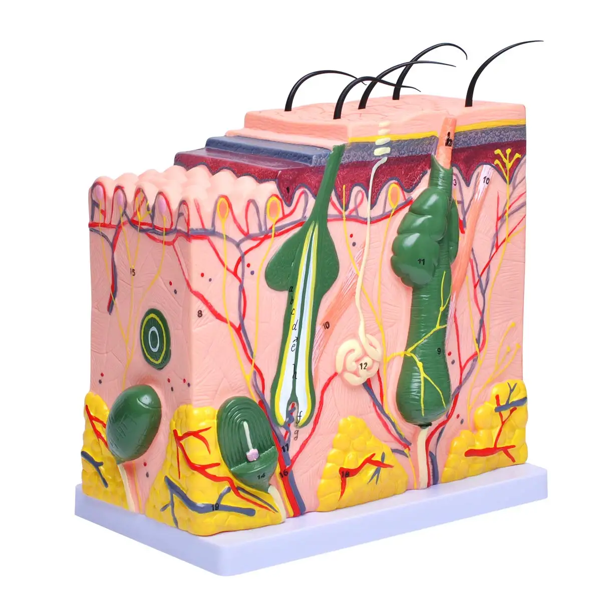 Skin Structure Model