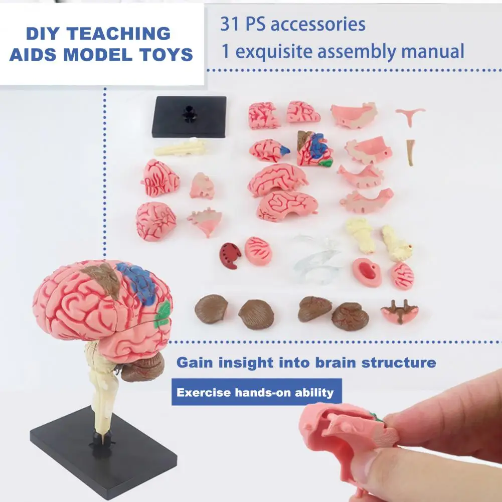 4d-Brain-Model-Clinical-Display-Model-4d-Brain-Structure-Model-Detailed ...