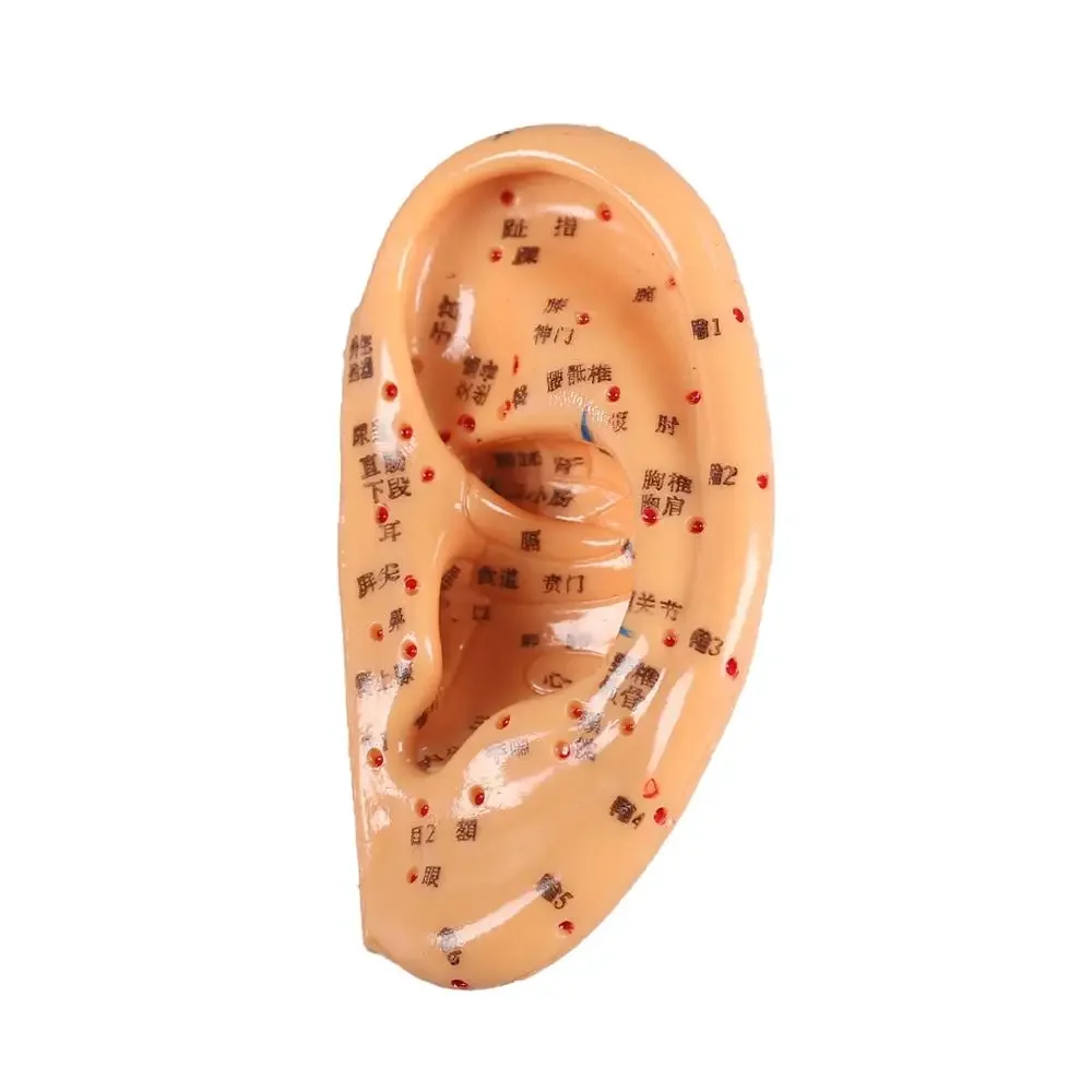 13-Cm-kulak-akupunktur-modeli-Auricular-uygulama-kulak-akupunktur ...