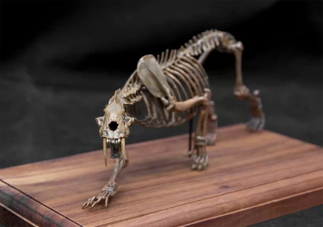 Smilodon Skeleton