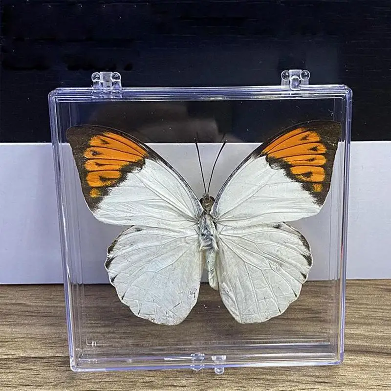 Descubre la Belleza de las Mariposas Reales de Cerca: Decoración ...