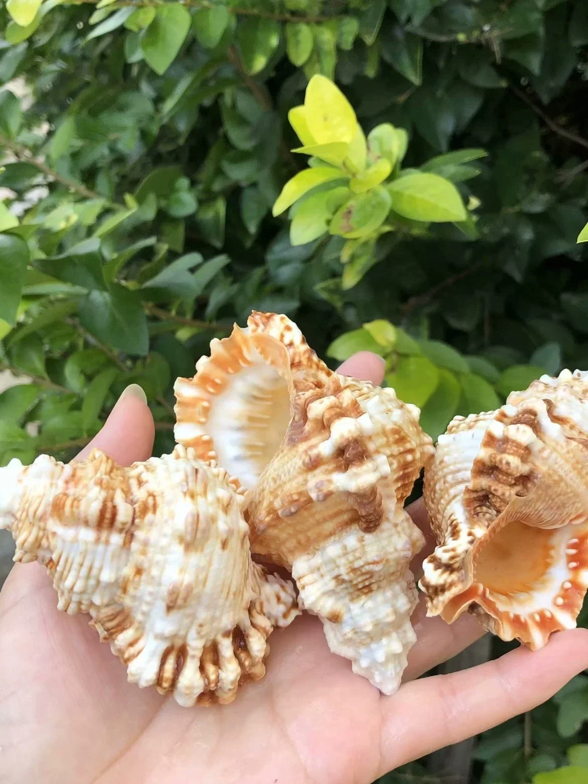 Concha-de-piedra-de-caracol-boca-dorada-Rana-Caracol-cangrejo-ermita-o ...