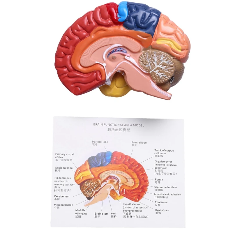 Generic Cerebral Anatomical Model Anatomy 1:1 Half Brain Brainstem ...
