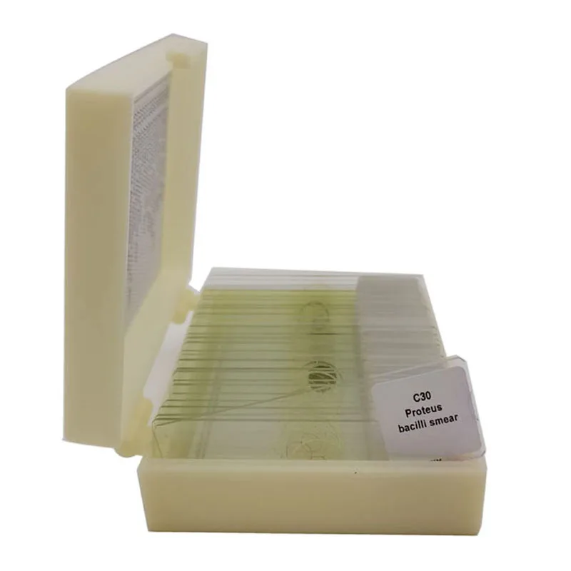 Prepared Microscope Slides Bacteria