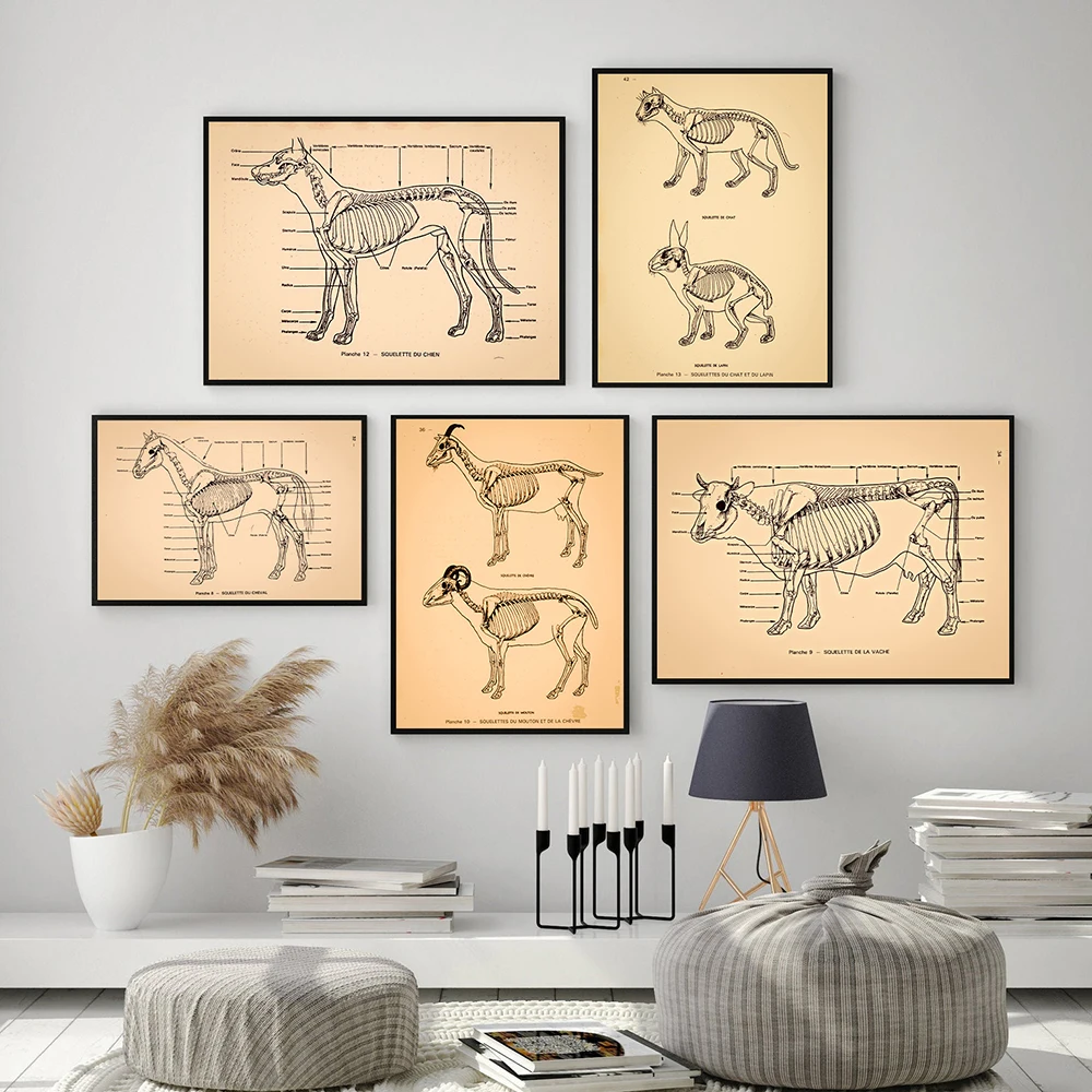Vet-Animal-Anatomy-Posters-Veterinary-Medicine-Wall-Art-Prints-Dog ...