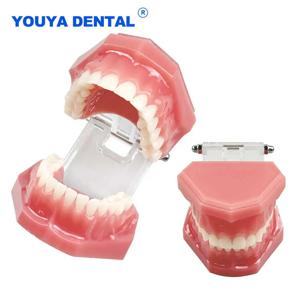 Dental Model Teeth Teaching Models Study Soft Gum Resin Typodont ...