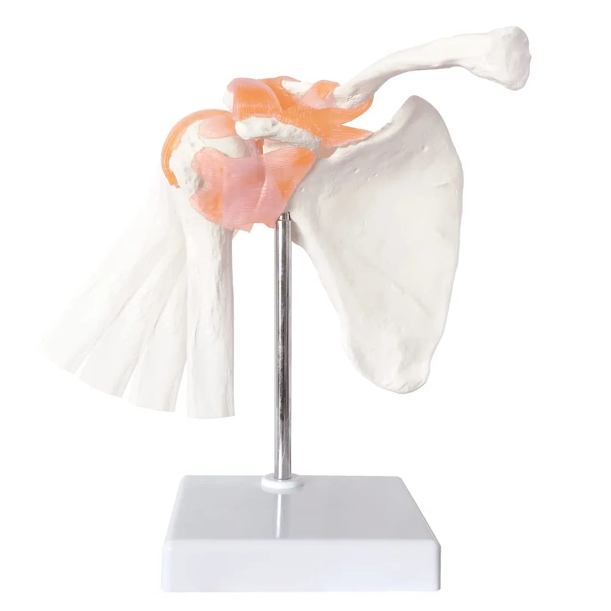 Anatomik-omuz-eklem-modeli-anatomi-iskelet-insan-v-cudu-omuz-ba-modeli.jpg