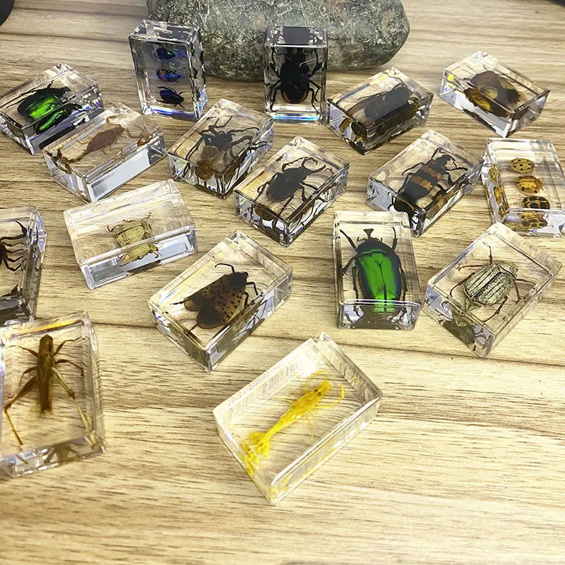 Esp-cimen-de-insectos-en-modelo-de-resina-decoraci-n-de-insectos ...