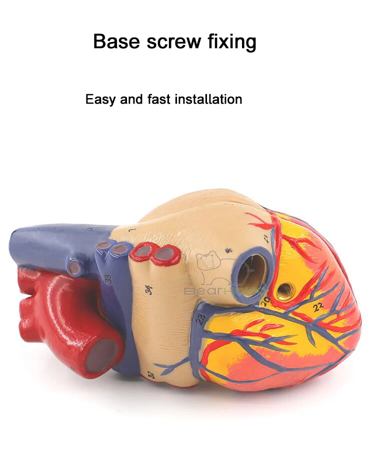 Coronary Sinus Heart Model