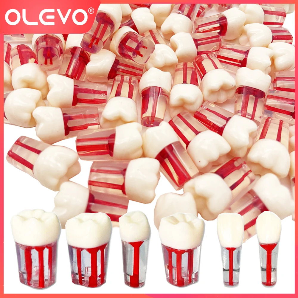 OLEVO-50-Pcs-Dental-Endo-Teeth-Root-Canal-Pulp-Cavity-Practice-Tooth ...