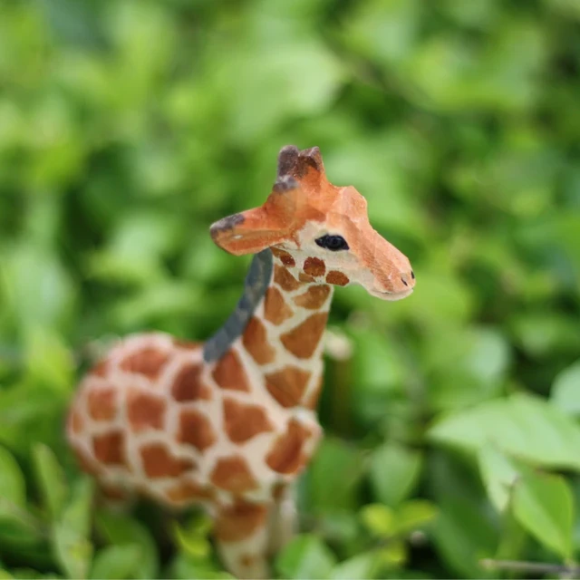 Real Mini Giraffe