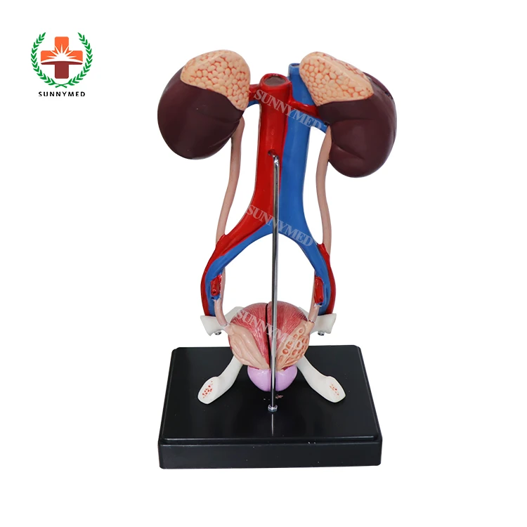 Anatomy Study Aids Teaching Model,Urinary System Mode, Genito Kidney ...