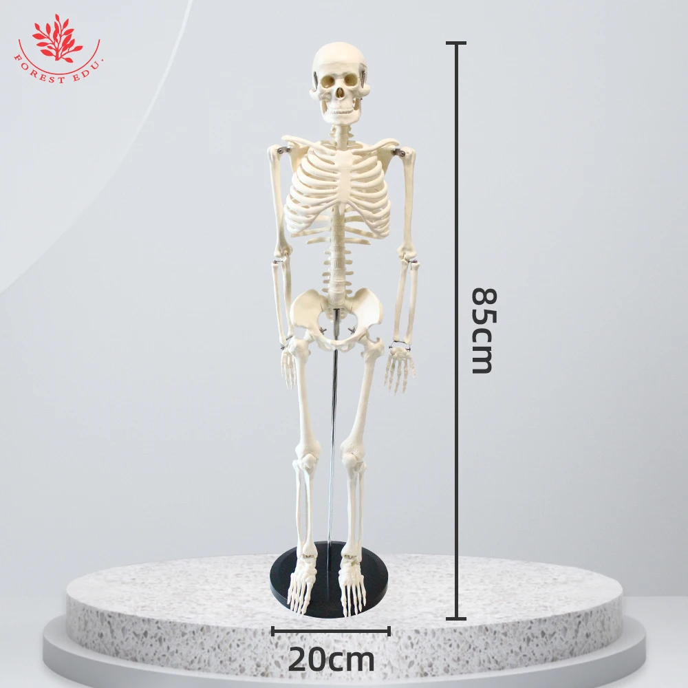 FRT004 Pure White Human Skeleton Model 85cm PVC Material Vertical ...