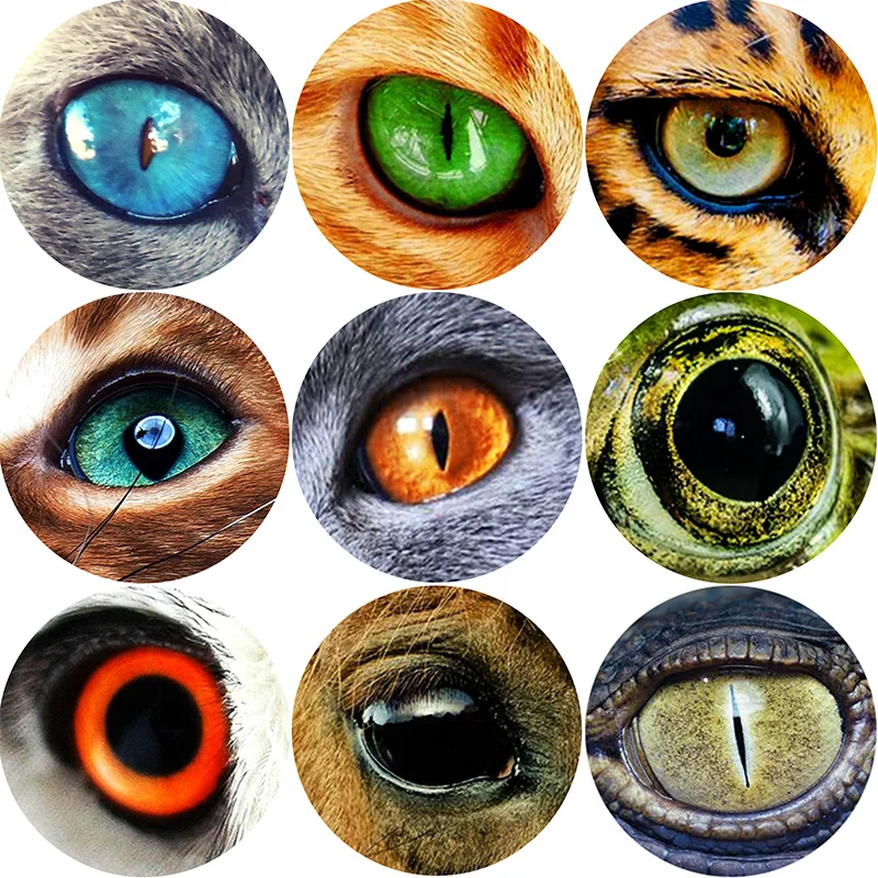 Different Types Of Animal Eyes