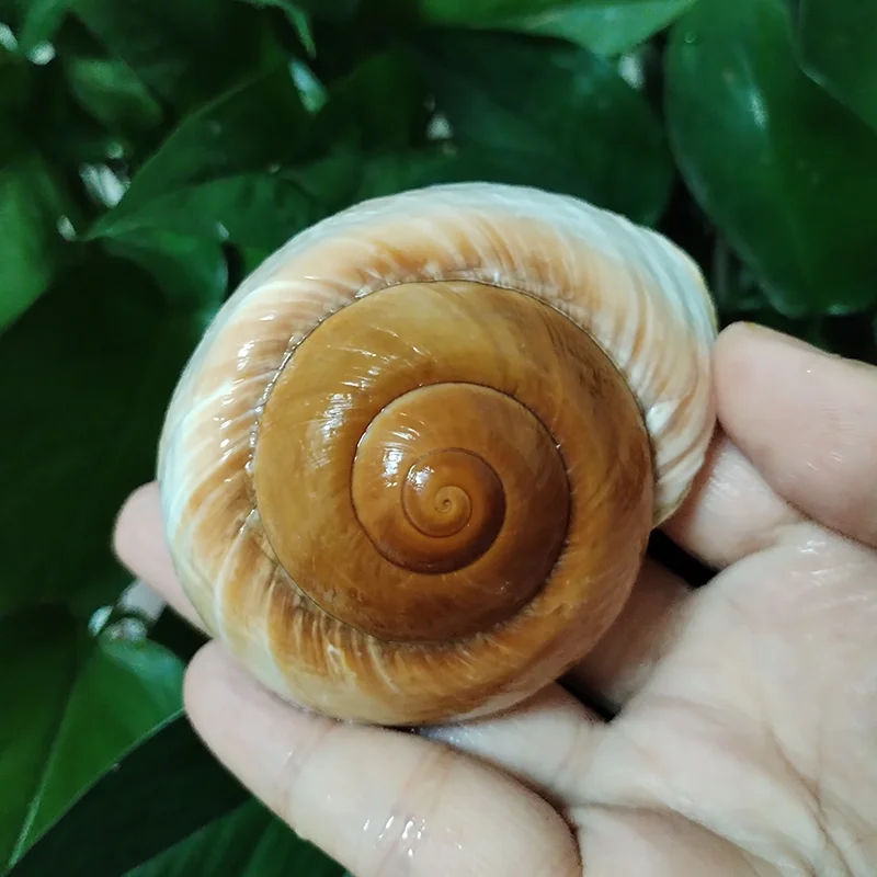 2PCS-Muffin-Snail-Large-Hermit-Crab-Shells-Bread-Snail-Natural ...