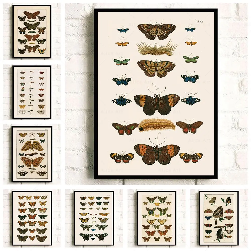 Butterfly Evolution Educational Poster Insect Animal Vintage Wall Art ...