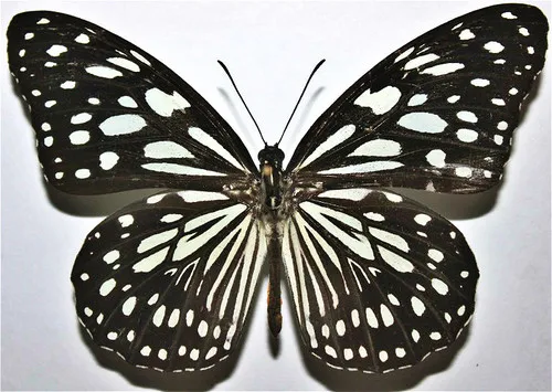 Natural real butterfly specimen insect specimen teaching specimen DIY ...