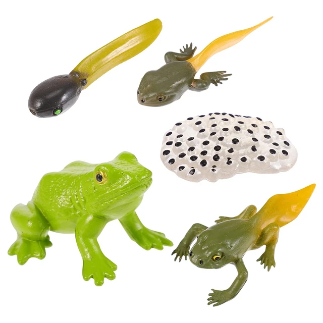 Life Cycle Models: Frog | ppgbbe.intranet.biologia.ufrj.br