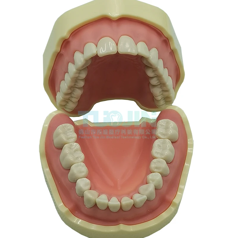 Dental-Teeth-Model-Fit-AG3-28-Dental-Teaching-Model-Standard-Model ...