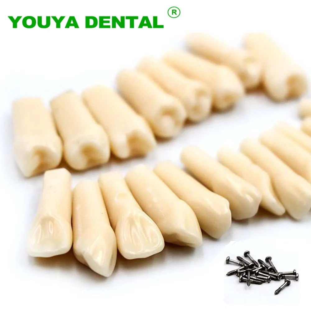 28/32pc Dental Teeth Model Simulated Replacement Teeth Grain Model Oral ...
